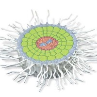 Biljke i životinje-anatomski modeli | Školska oprema - Gregić